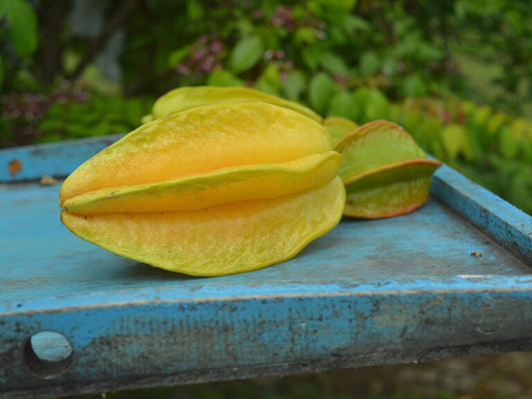 22 Most Popular Indonesian Fruits