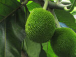 30 Delicious Dominican Fruits For The Fruit Lovers In 2022