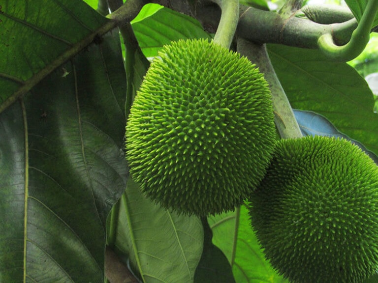 30 Delicious Dominican Fruits For The Fruit Lovers In 2023