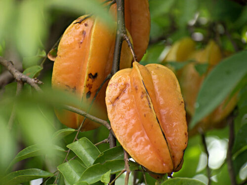 30 Delicious Dominican Fruits For The Fruit Lovers In 2023
