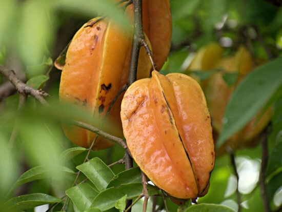 30 Delicious Dominican Fruits For The Fruit Lovers In 2023