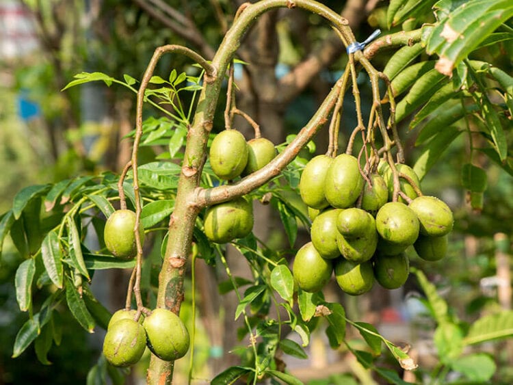 30 Delicious Dominican Fruits For The Fruit Lovers In 2023