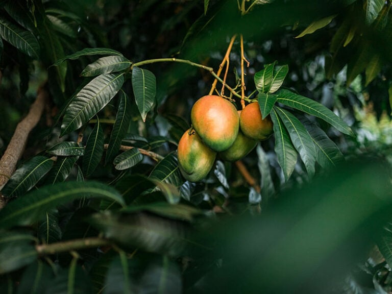 30 Delicious Dominican Fruits For The Fruit Lovers In 2022